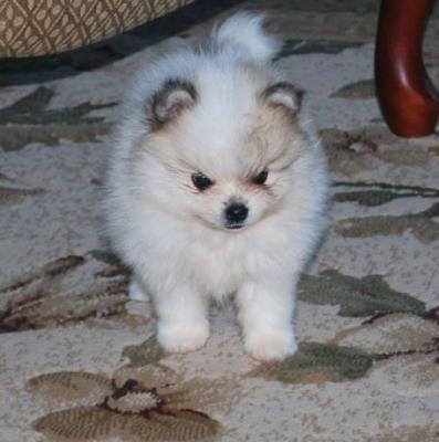 adorable chiot pomeranien à donner gratuit pour adoption à Acton Vale ...