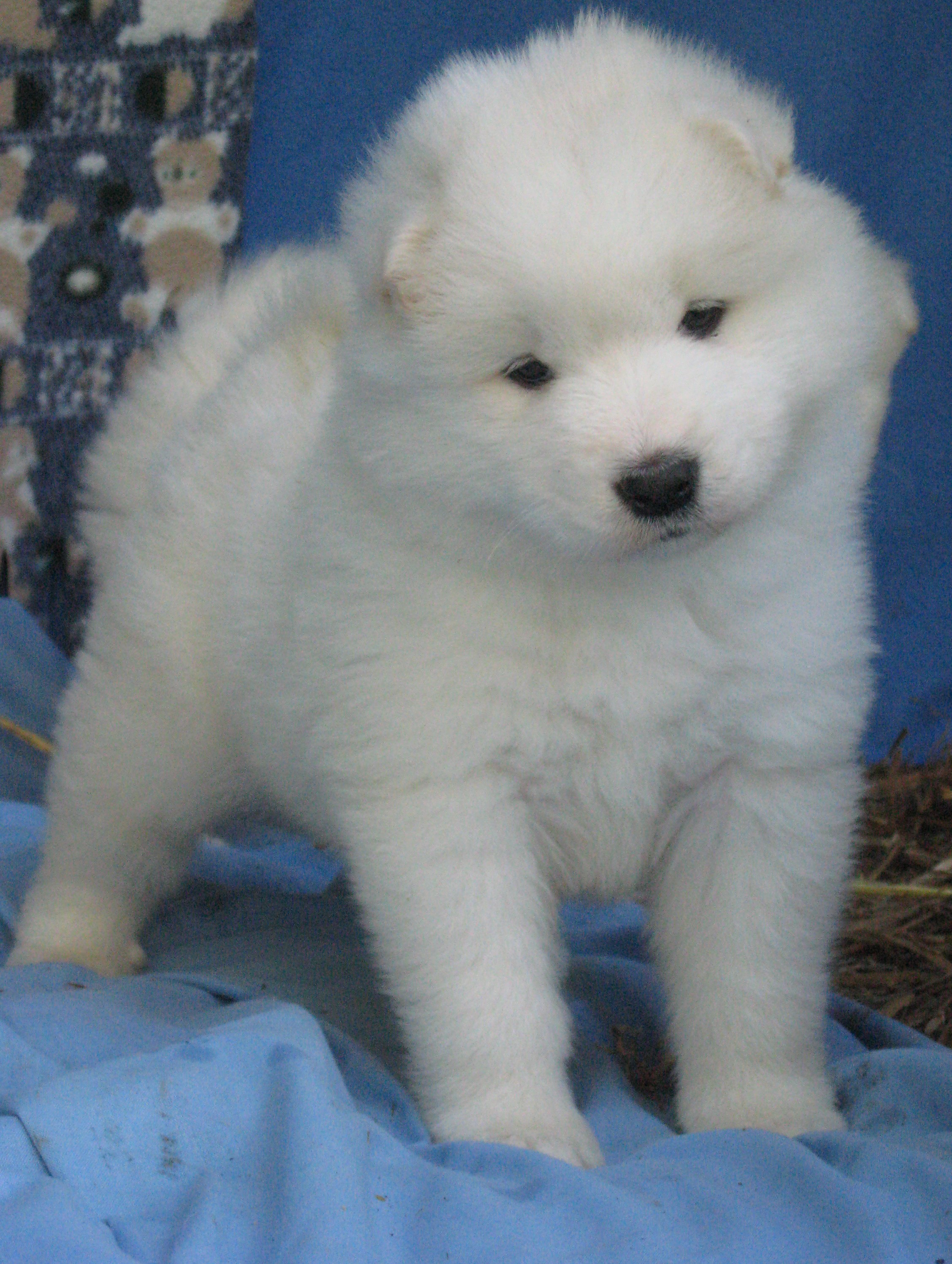 Adorables chiots Samoyède à vendre | à Quebec | Annonces Gratuites ...